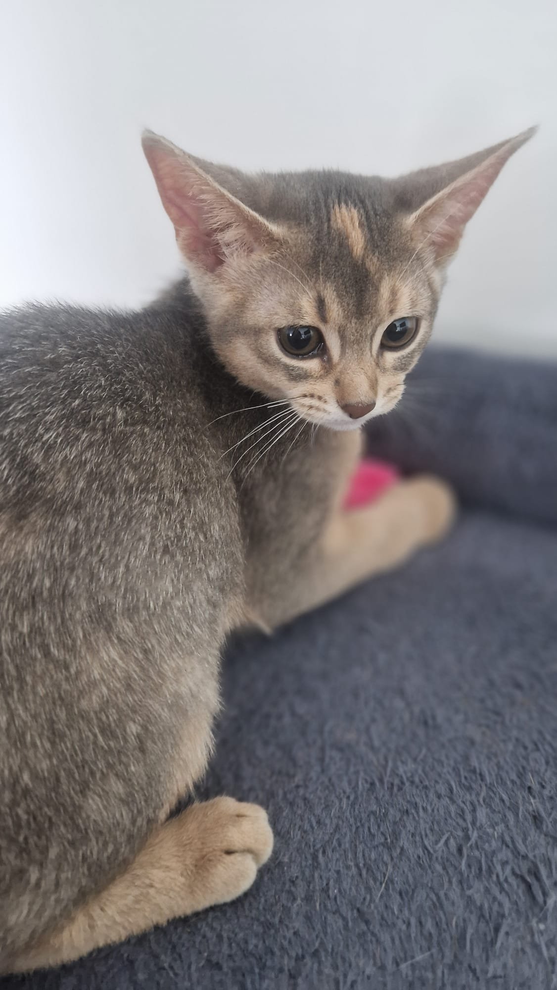Breed Info – Elegant Paws